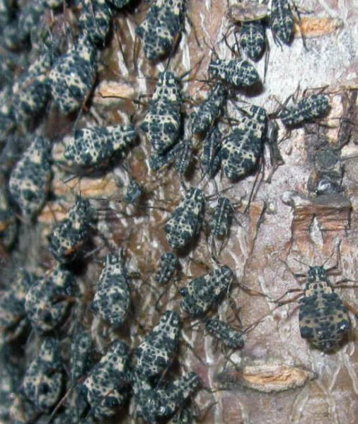 Gli afidi corticicoli: una minaccia silenziosa per il mondo vivaistico ...
